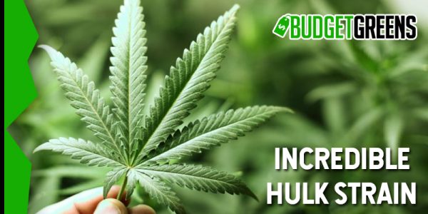 Incredible Hulk Strain Guide 101: Everything You Need to Know