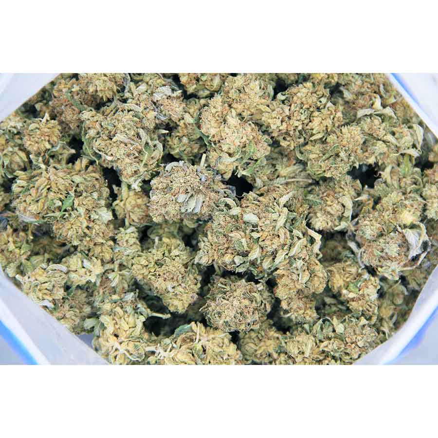 Incredible Hulk Strain Guide 101: Everything You Need to Know