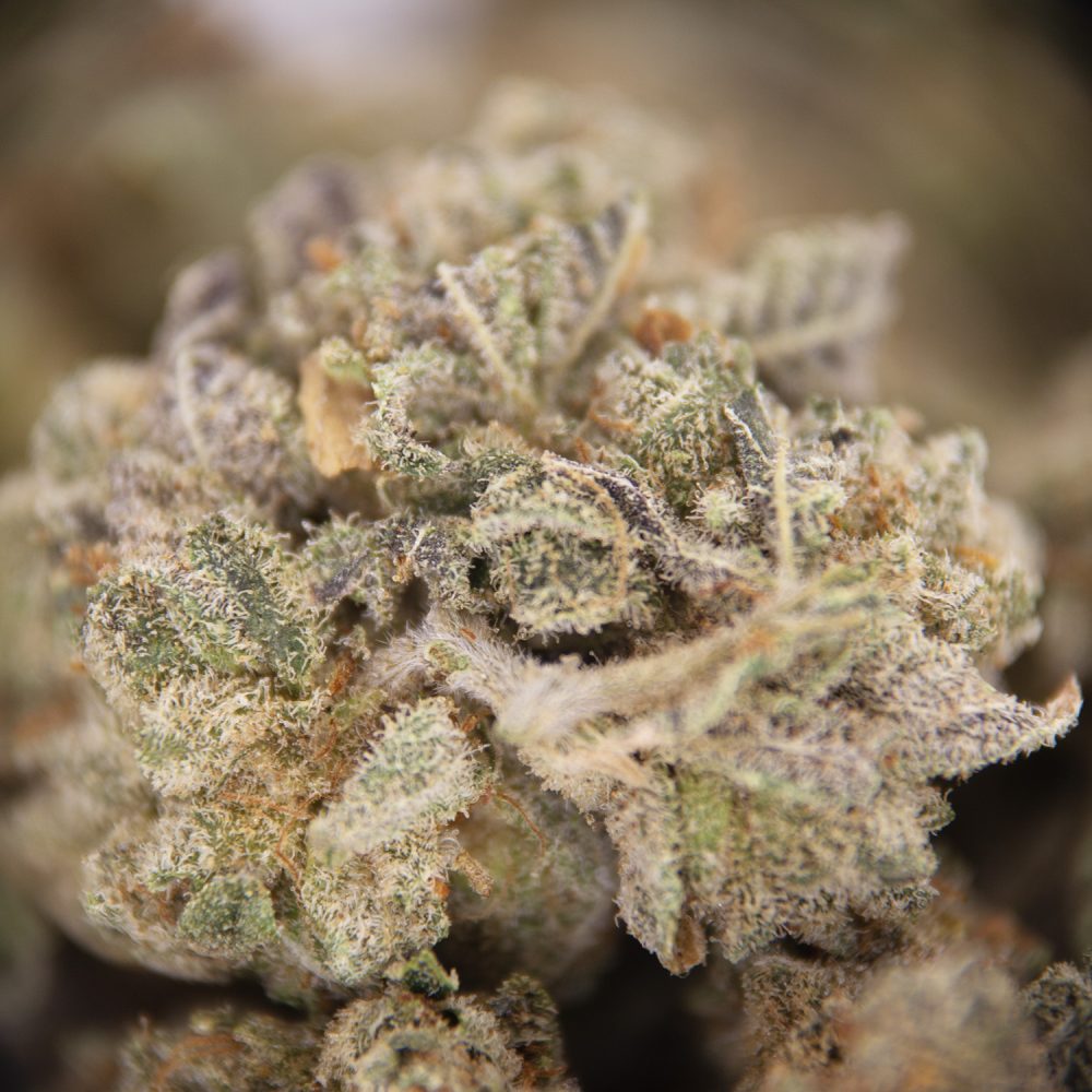 Sherbet (popcorn) AA - Budget Greens